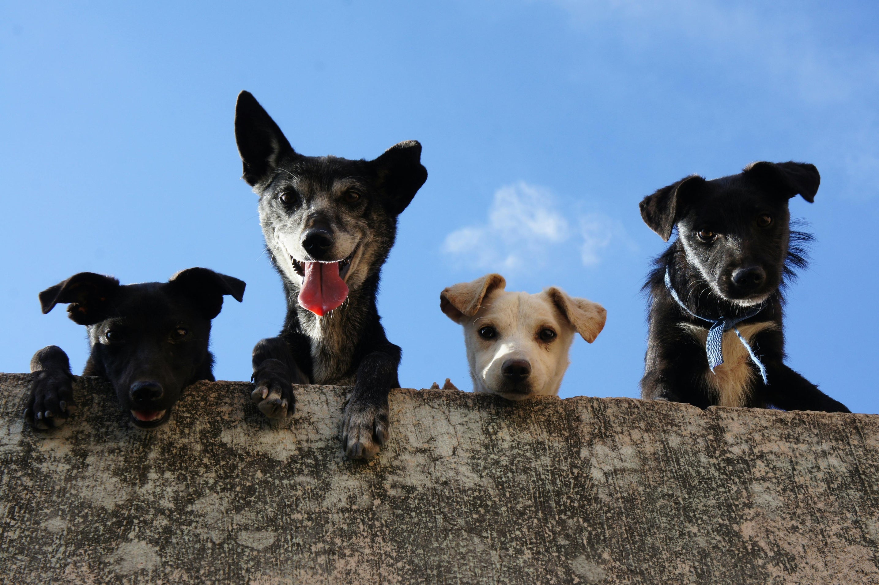 How Many Dogs Are in the UK? (2026 Vet Statistics and Report) - Juno Pets
